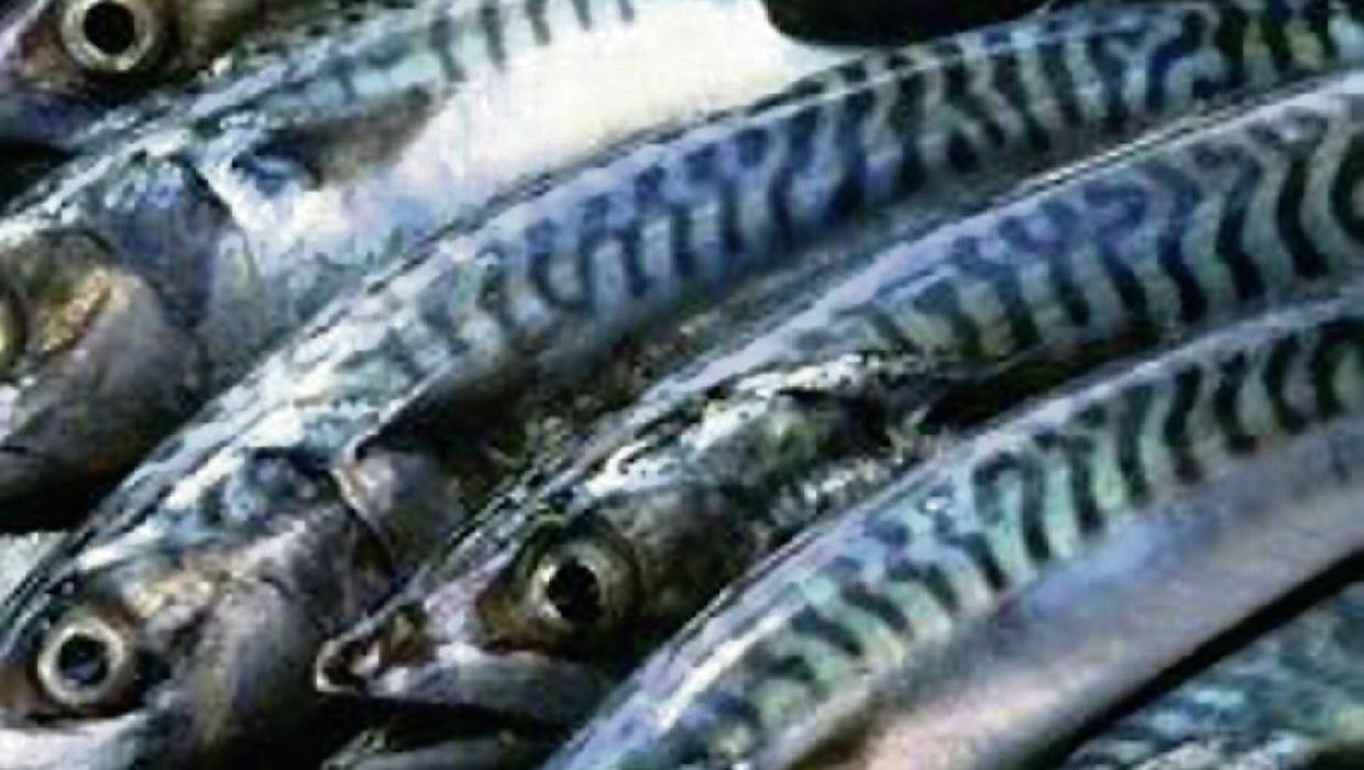 4 Mackerel Fish (2kg) (Norway Only) – OdeeFoods (999322328 MVA)